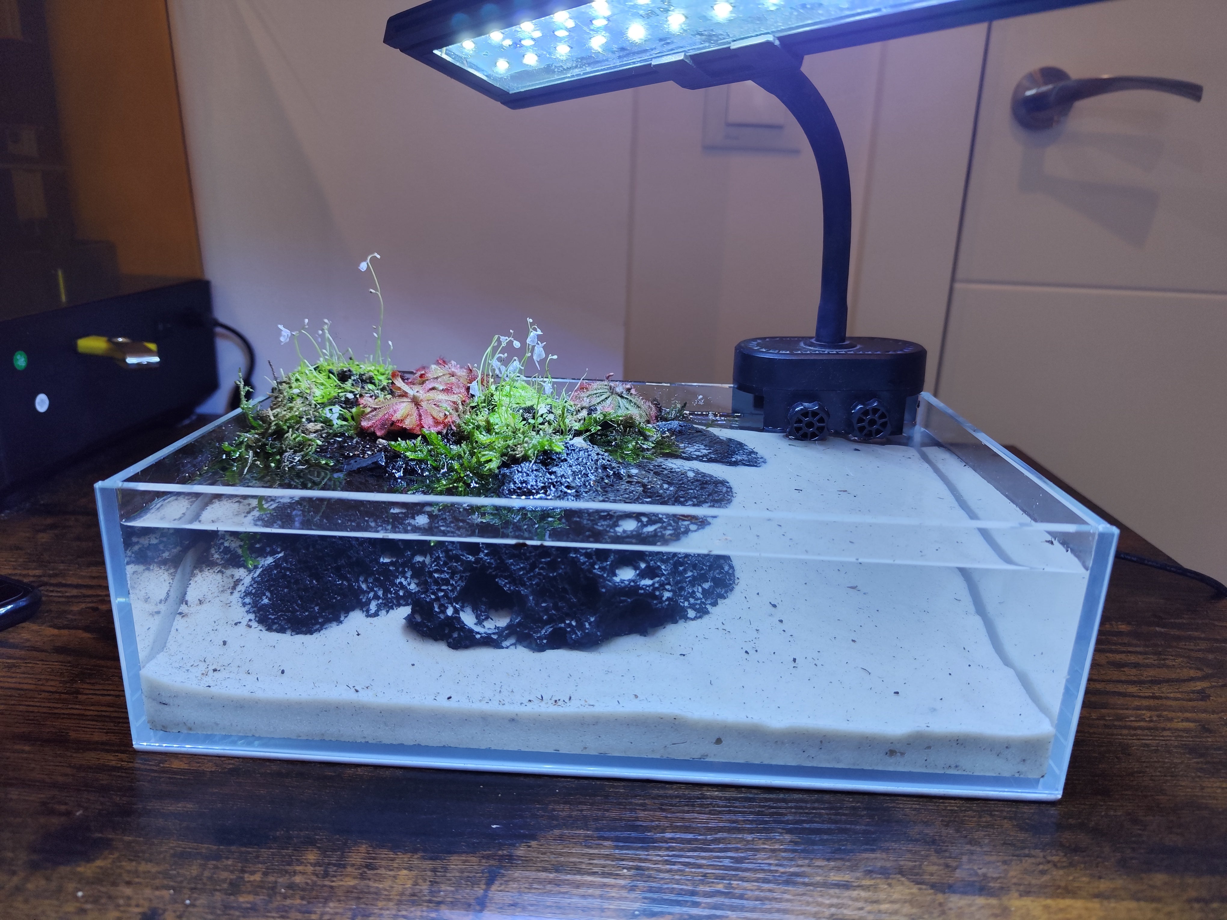 Swamp Terrarium - Taller Terrarium – MinimalMoss