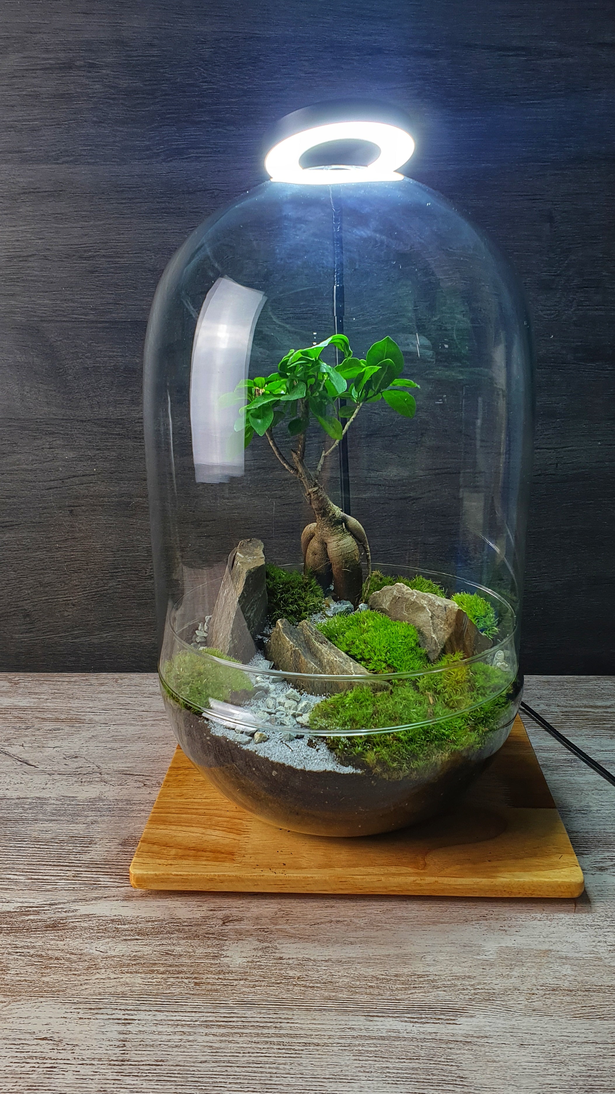 Dome Ficus – MinimalMoss