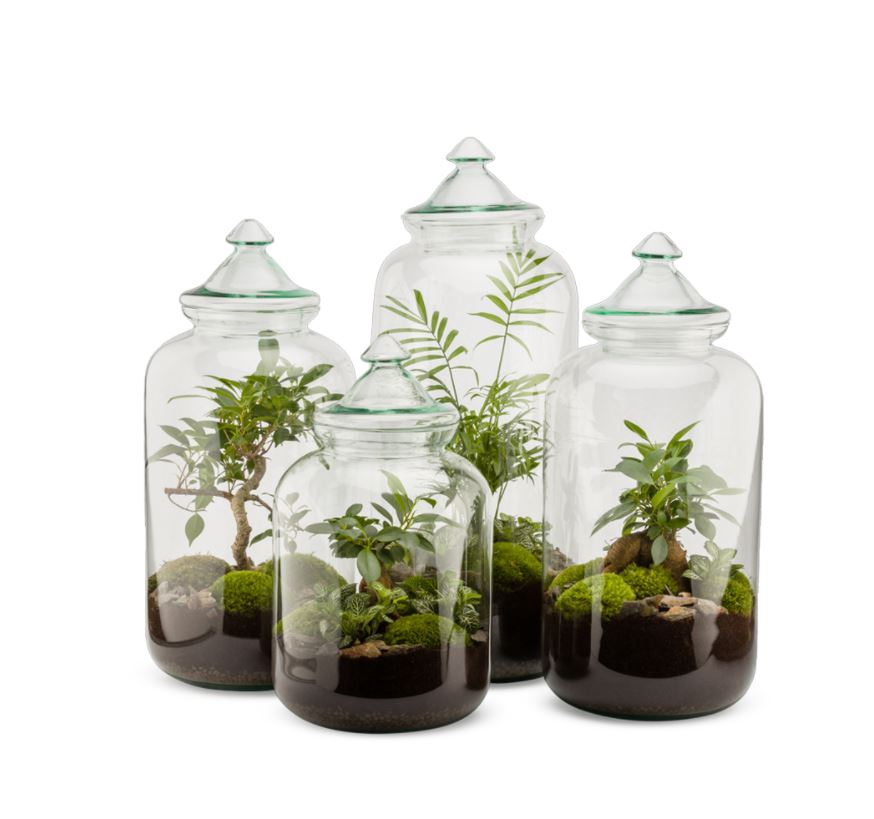 Gaia Terrarium – MinimalMoss