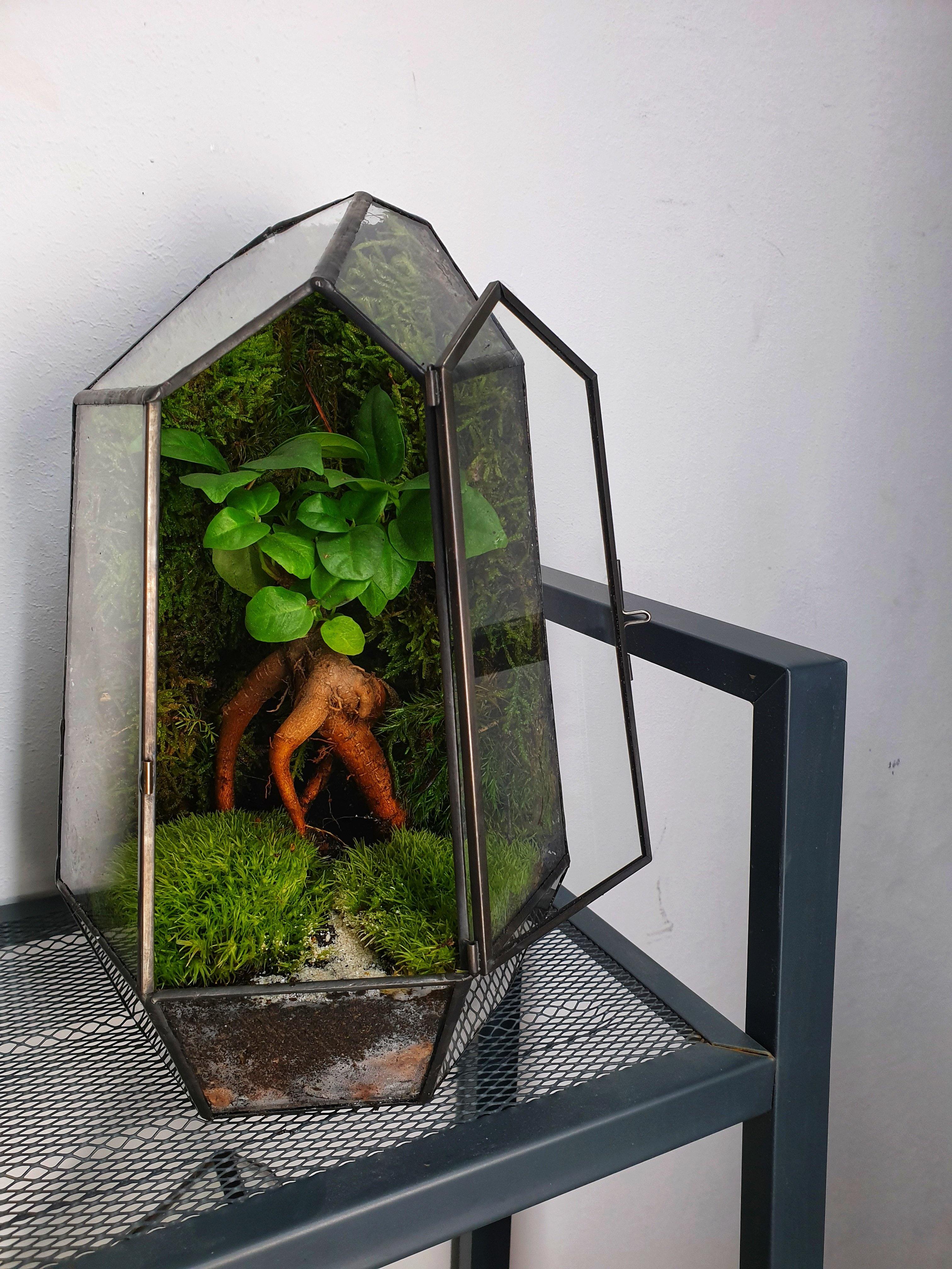 🌲 Forest Terrarium | Terrario Eterno Artesanal con Ficus – MinimalMoss