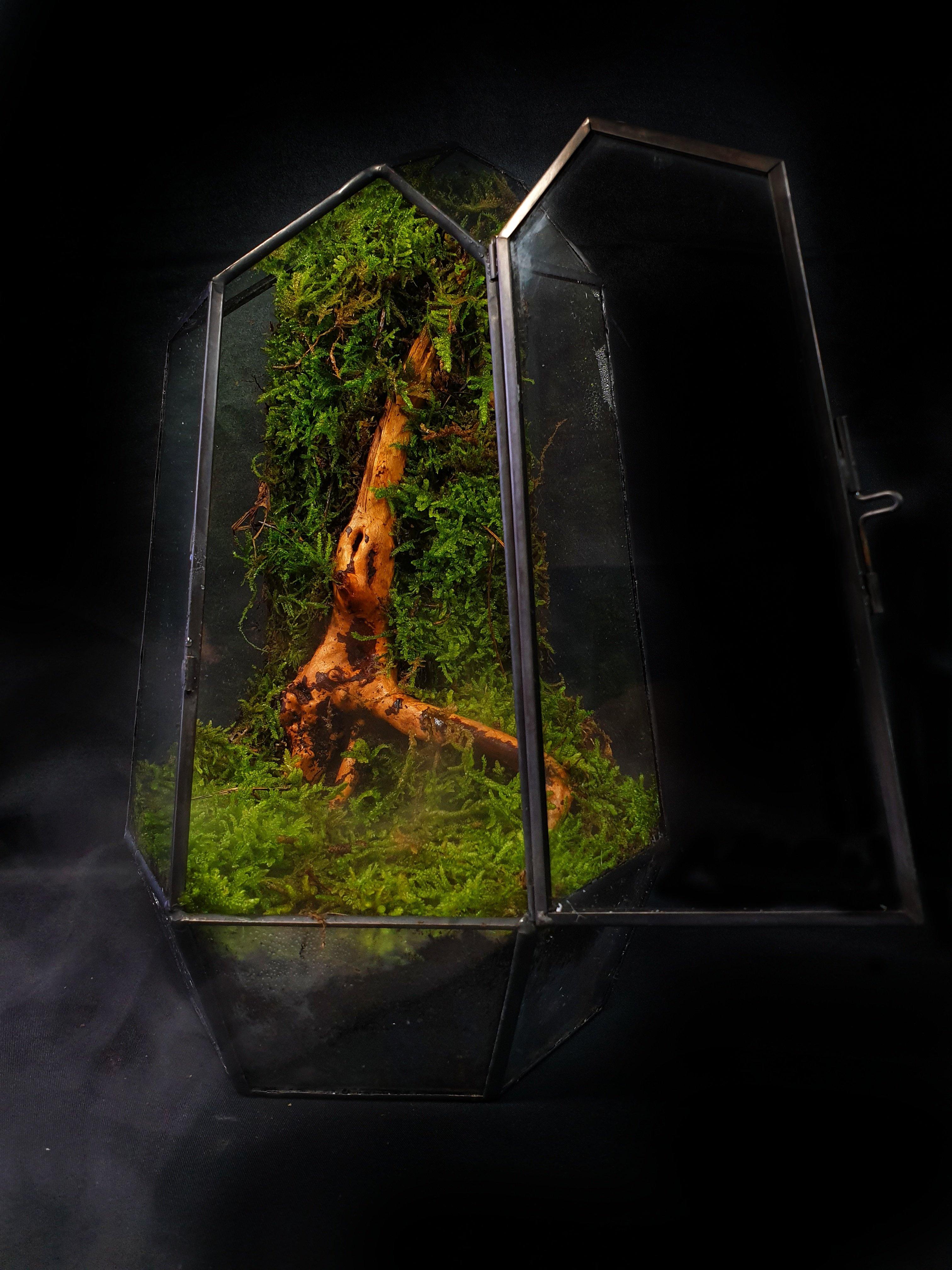 Vera Terrarium – MinimalMoss