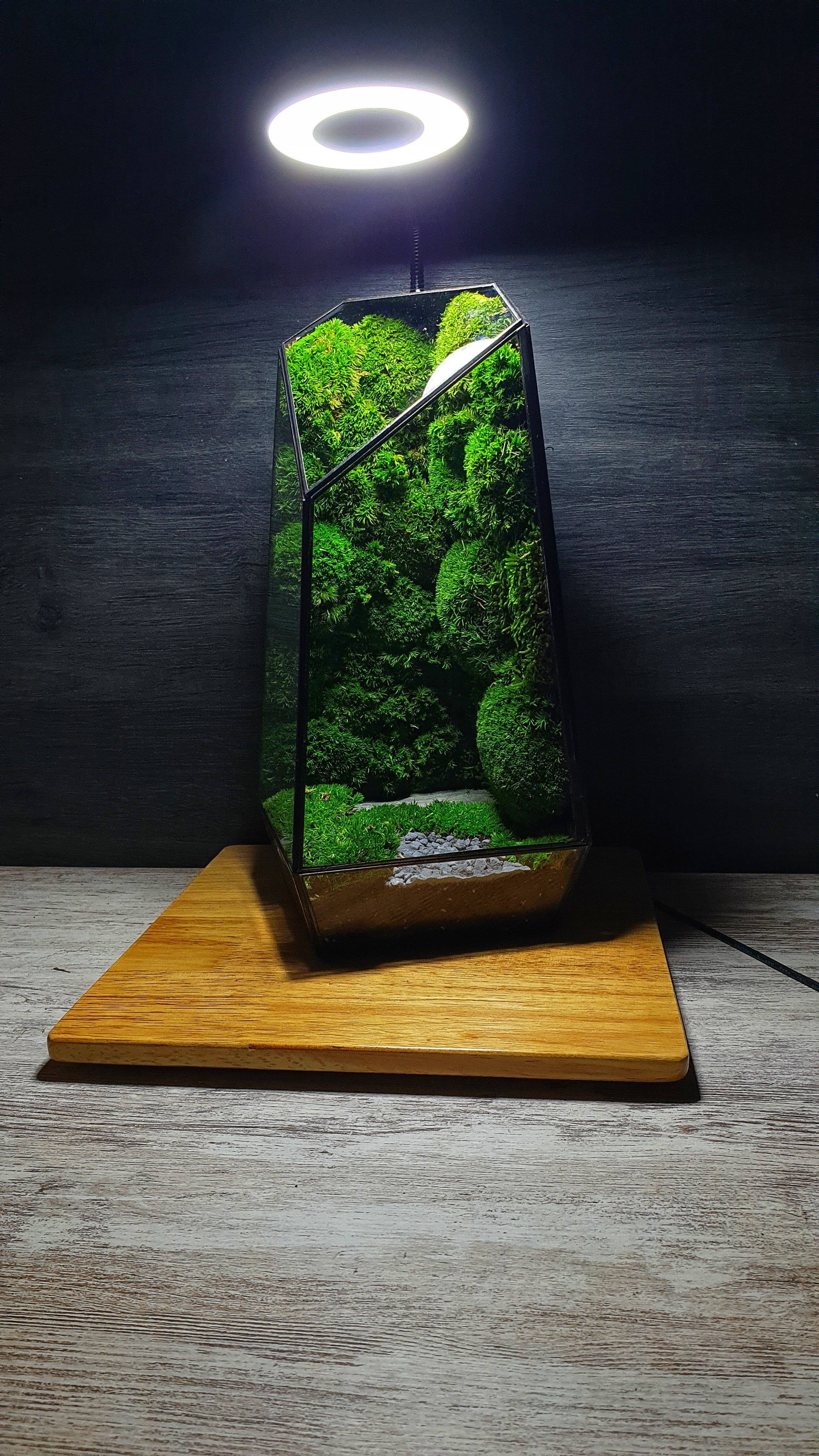 Terrario eterno con musgo preservado | Rainforest Terrarium L – MinimalMoss