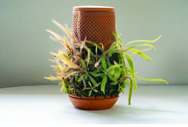 Carnivorous Terrabase – MinimalMoss