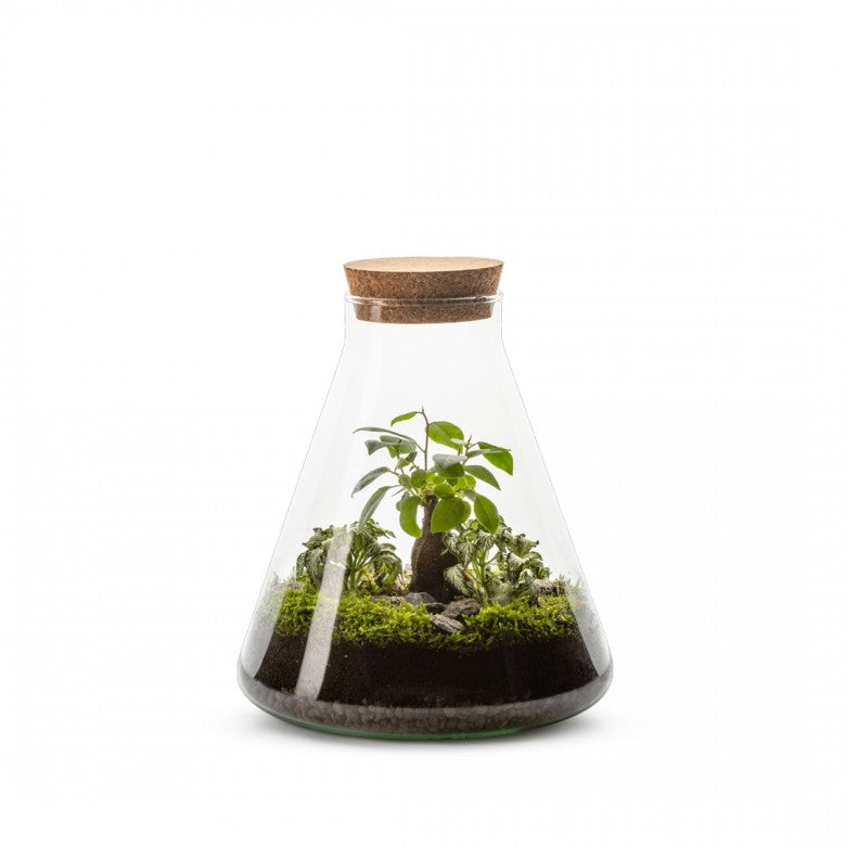 🌱 Kheops Terrarium | Terrario Eterno plantas en Barcelona – MinimalMoss