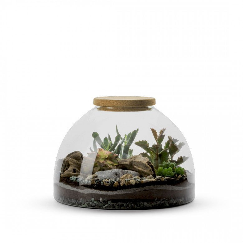 Basamortua Terrarium – MinimalMoss