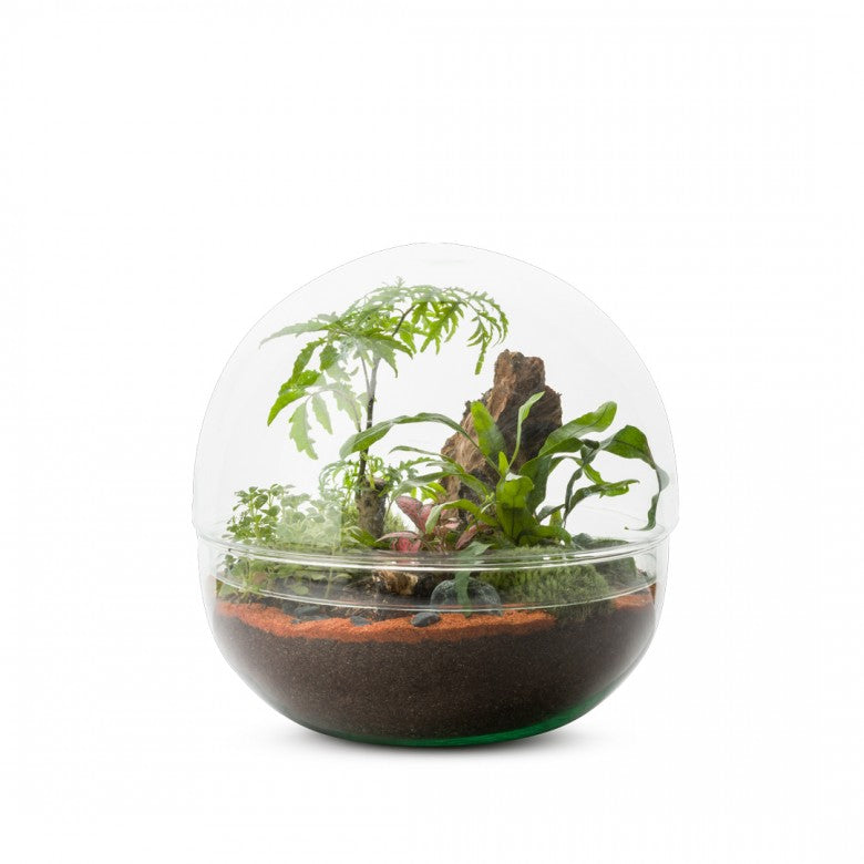 Jungle Horus Terrarium – MinimalMoss